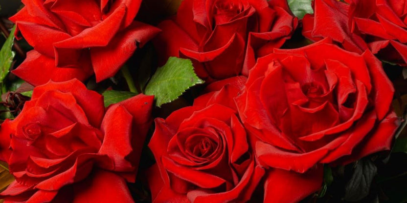 Valentine's Day Flowers & Gifts 💘 Vhouse Florist Miranda